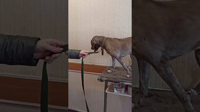 Тотальное избавление собаки от колтунов! /стрижка собак.