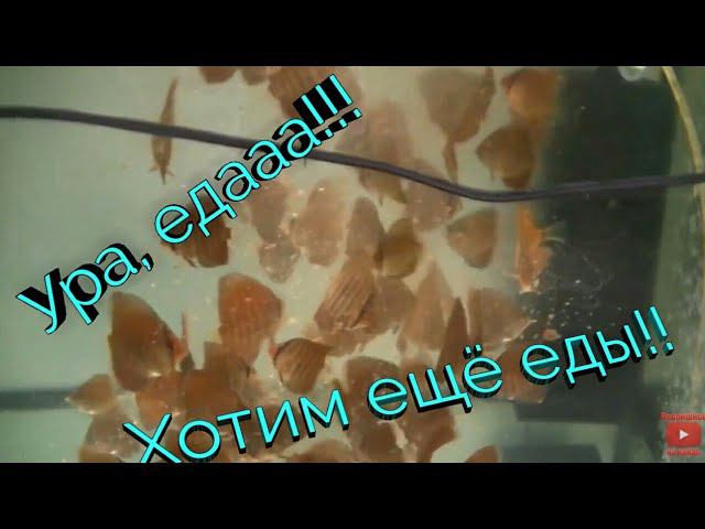 Долой паразитов, даёшь больше корма. Профилактика и кормление.