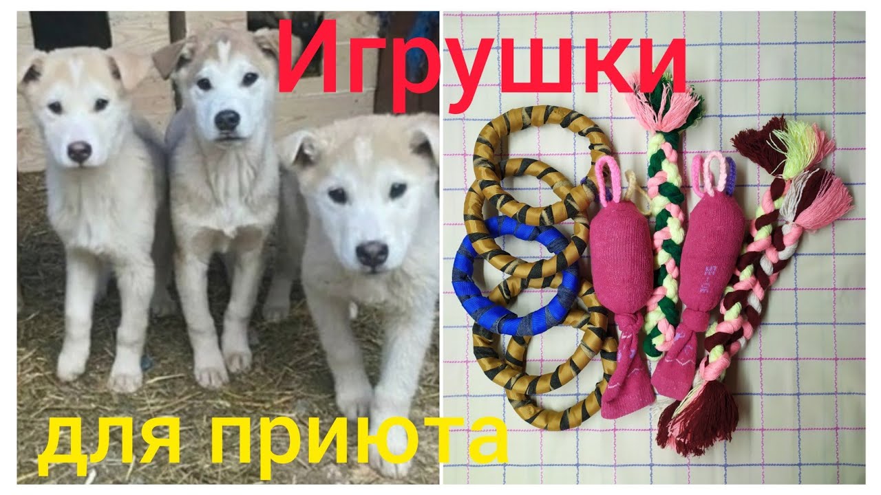 Игрушки для собак своими руками.mp4