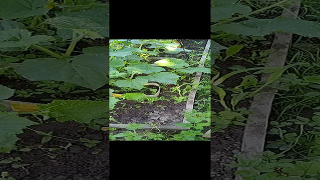 что сегодня в огороде ч2