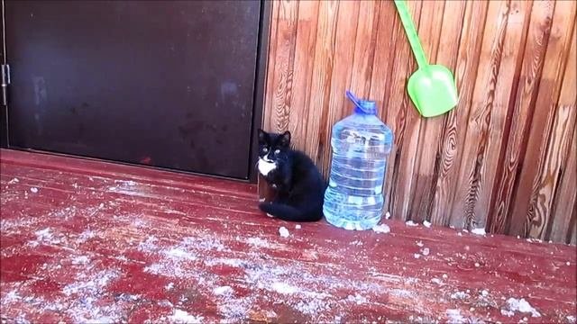 Кот Дымыч.
