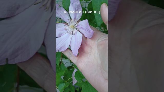 клематис"Лиинец'