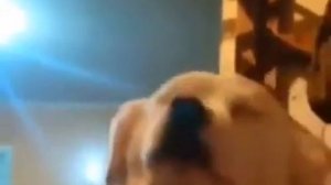 Dogmusic раслаблейшен))