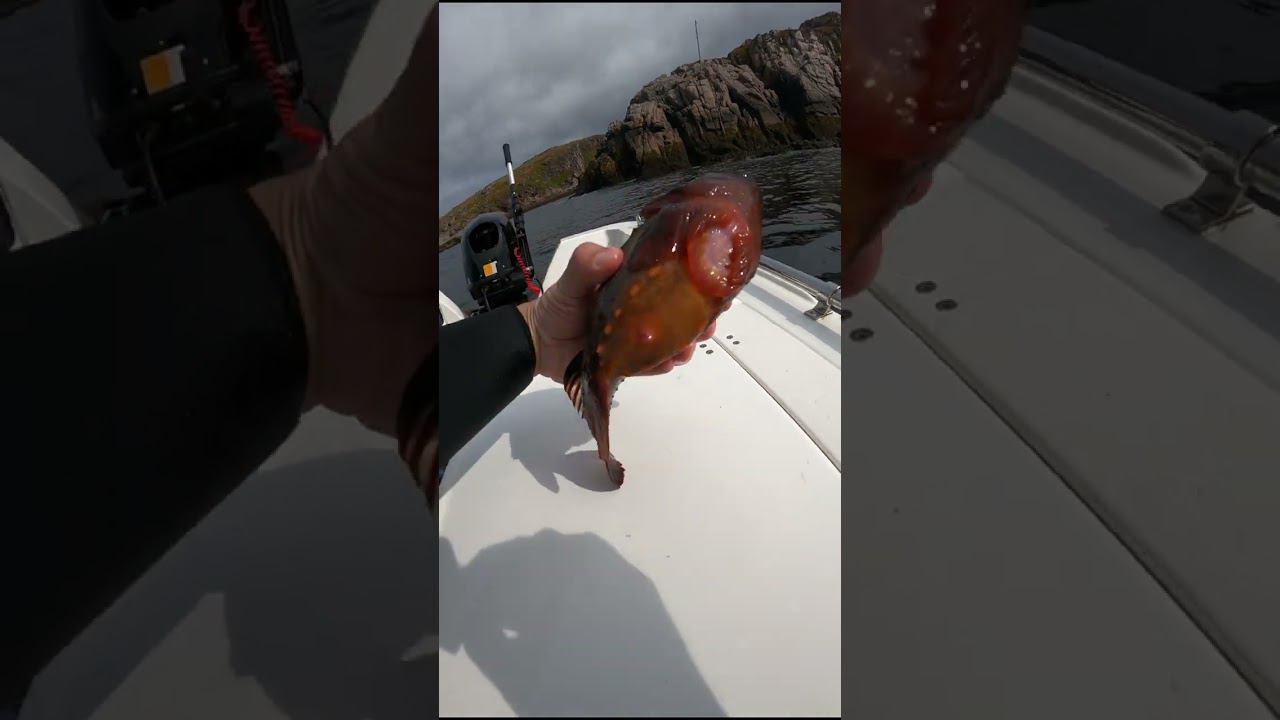 #shorts #русскиймеханик #more рыба воробей или пинагор