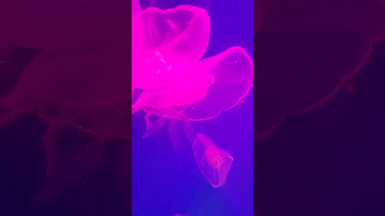 медузы часть 3