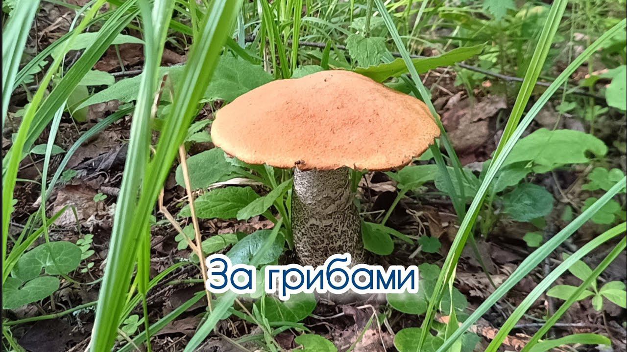 За грибами