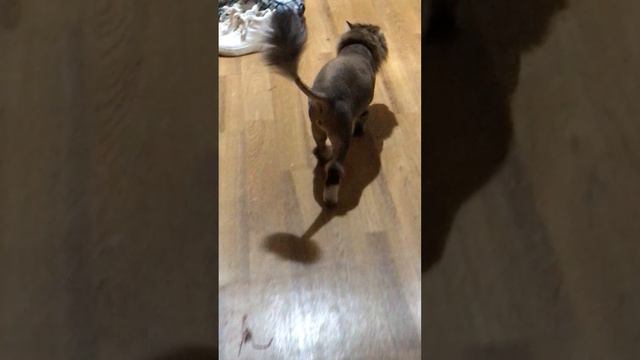 Макс