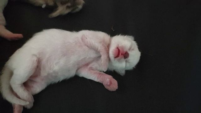 Милый новорожденный котенок просыпается♥♥♥