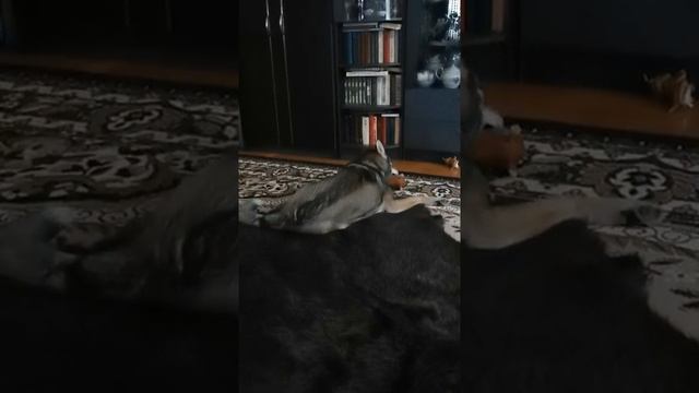 Любимые игрушки.mp4