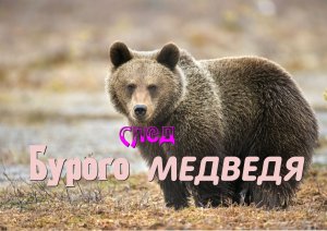 The Hunter classic(след Бурого медведя)