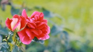 Осенняя нежная роза | Футажи красивая природа [FullHD]