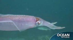 Ocean Mysteries with Jeff Corwin