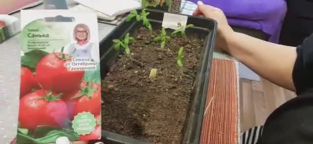 посеяла томат санька