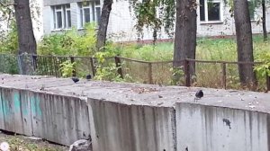 Грачи в поисках
