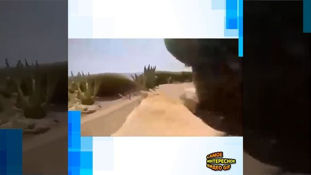Хозяин отпустил побегать😄