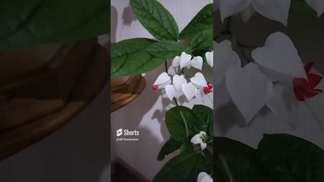 Красивое цветение. Клеродендрон.