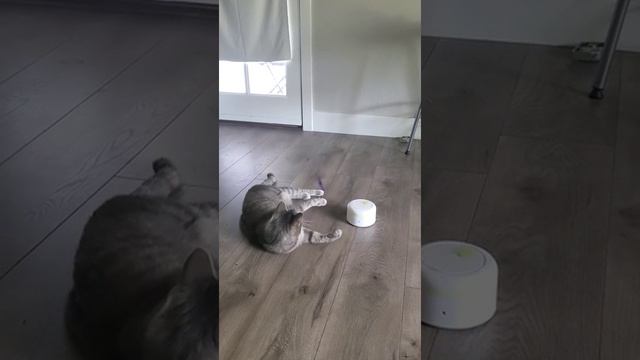 “How the Magnificent Max hunts”.mp4