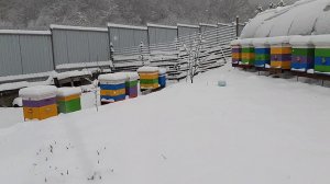 На пасеке снова зима, сюрпризы погоды.