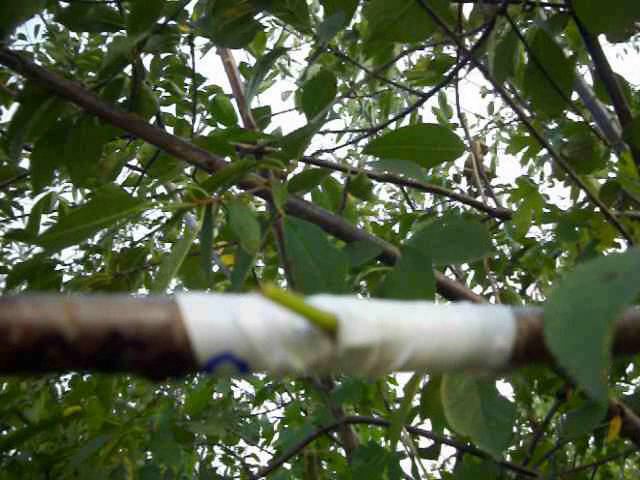 Как быстро подписать ПРИВИВКИ, которые еще не прижились?!