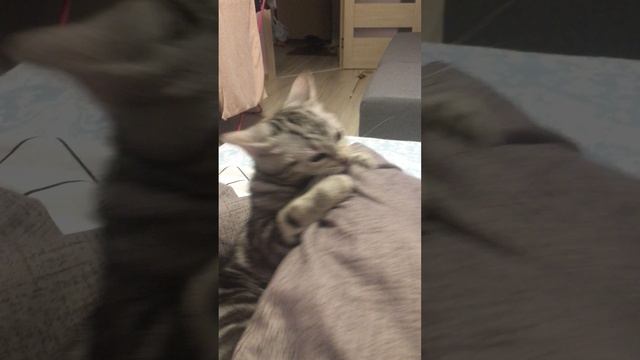 Нападение на одеяло Боня в ярости