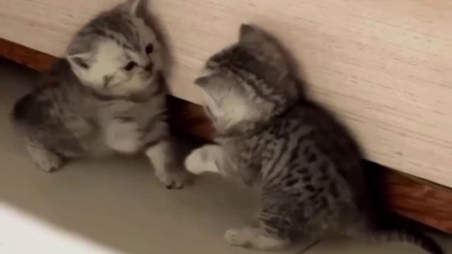 котики.mp4