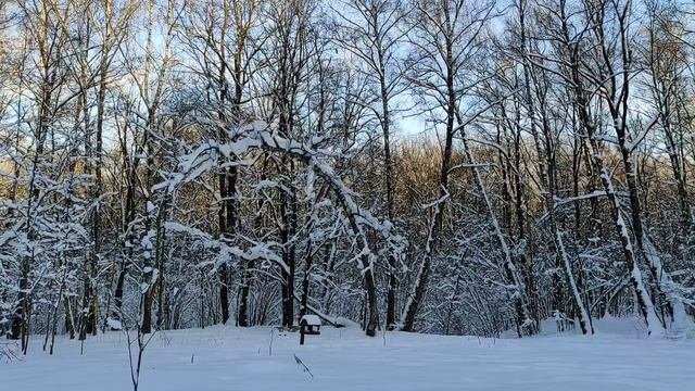 На лыжах солнечным вечером 8.02.24 по парку