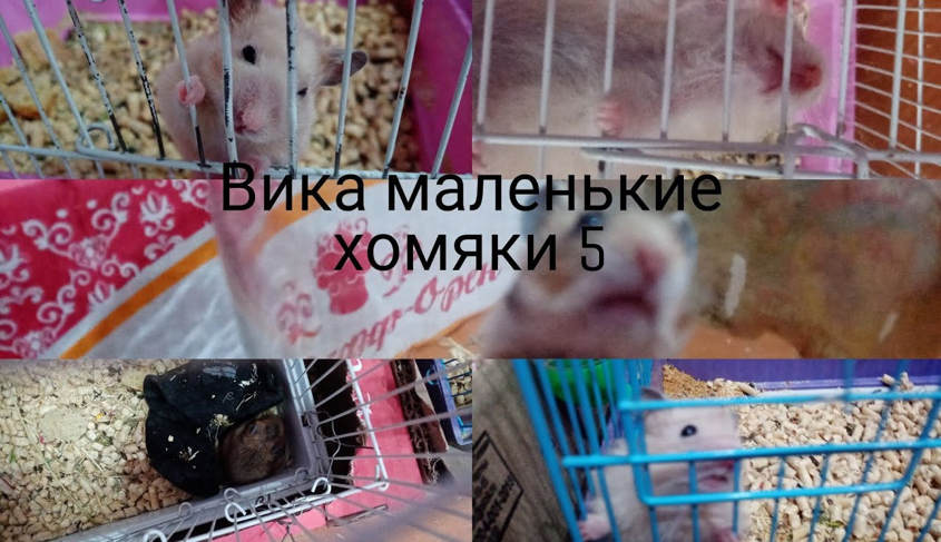 Вика маленькие хомяки 5