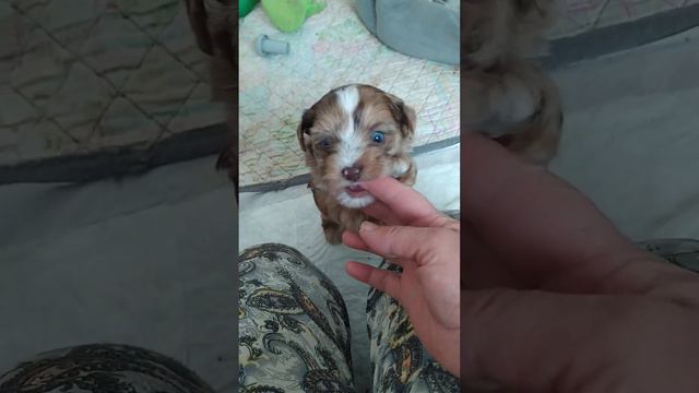 Голубоглазый мальчишечка. Цветной Йорк. Окрас Шоколадный мрамор.