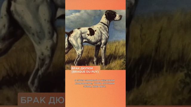 Этих собак больше не существует 😰🐶 #интересныефакты