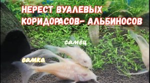 Нерест вуалевых Коридорасов  — Альбиносов  Spawning of the Veil Albino Corridoras