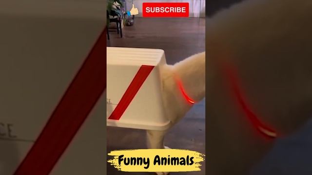 Смешные Животные