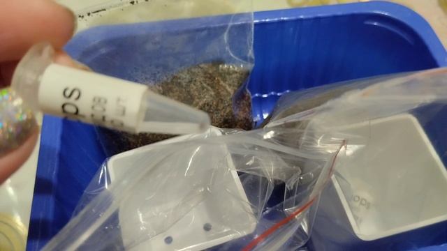 У нас новые жители. Литопсы, день 1.