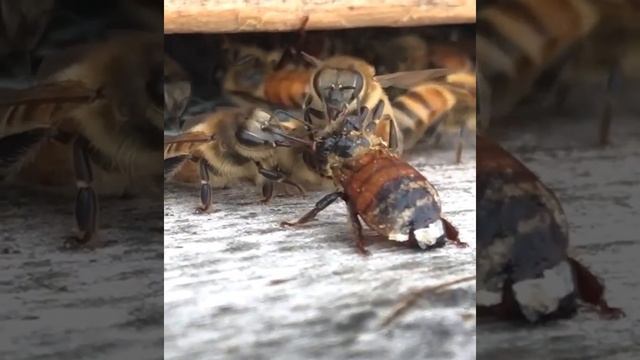 VID_20221228_190109_046.mp4