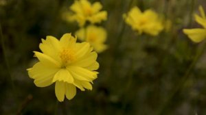 Relax. Звуки природы и птиц. Музыка для массажа. Sounds of nature and birds. Massage music..mp4