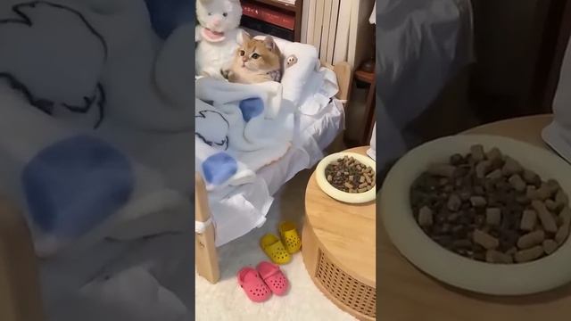 Кот на раслабоне😂.mp4