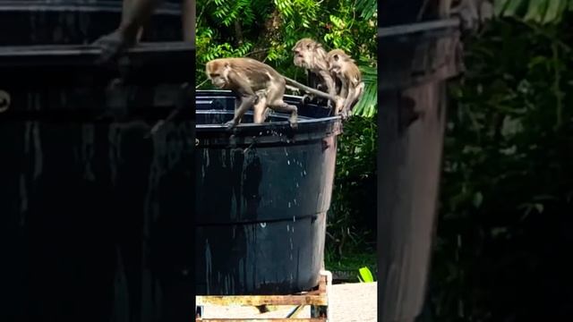 Monkeys Go Swimming, When Is Your Turn?