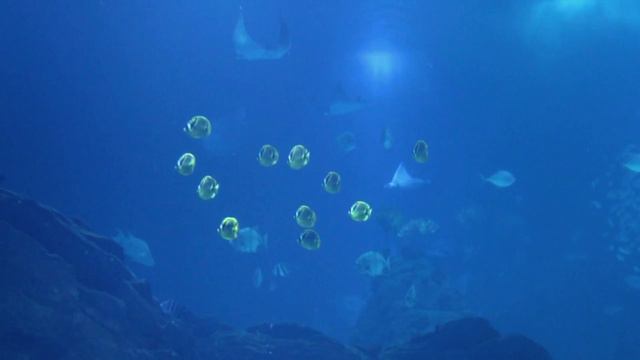 Vibrations of the ocean