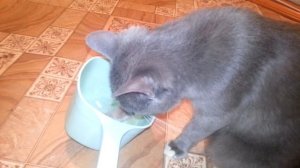 Кошка пьет воду)))