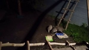 дикие барсуки за окном
