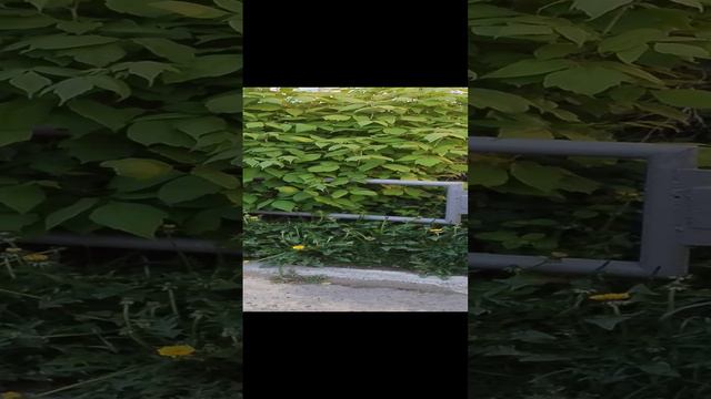 Бешенная кошка Буся#хищница