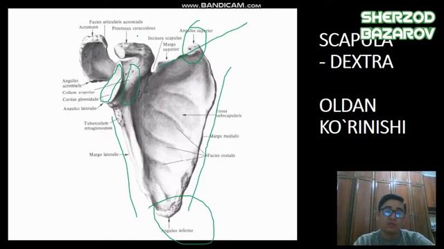 KURAK SUYAGI +3D ANATOMIYA / SCAPULA / ЛОПАТКА / YELKA KAMARI SUYAKLARI ...