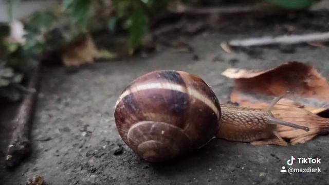 Из жизни насекомых. Улитка и камень.