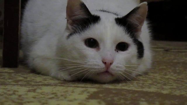 Барсик