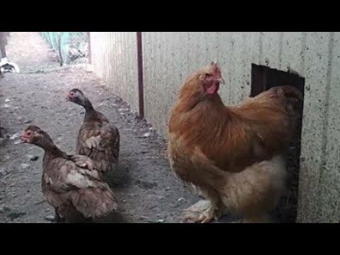 Самые убыточные куры//Кохинтин Палевный-куры которых не надо покупать.