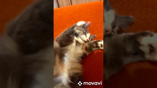 Кошка Леся/ В нашей семье прибавление