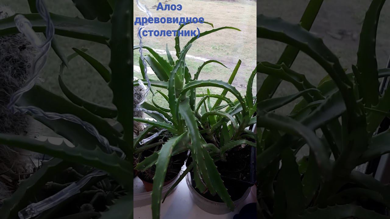 Алоэ древовидное (столетник)