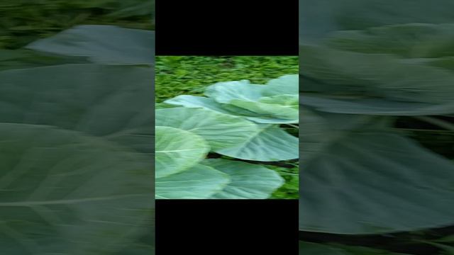 что сегодня в огороде ч1