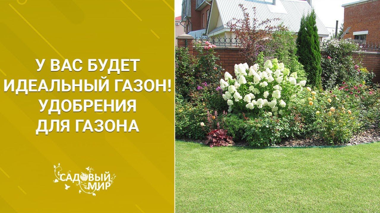 Идеальный газон как у англичан своими руками! Удобрения для газона