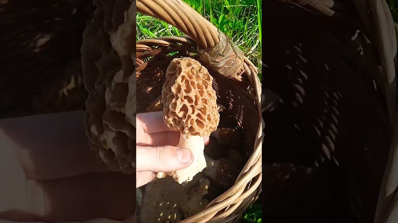 Крайние Сморчки Настоящие #грибы #грибалка #грибнойсезон #сморчки #лес #тихая_охота #природа #shorts