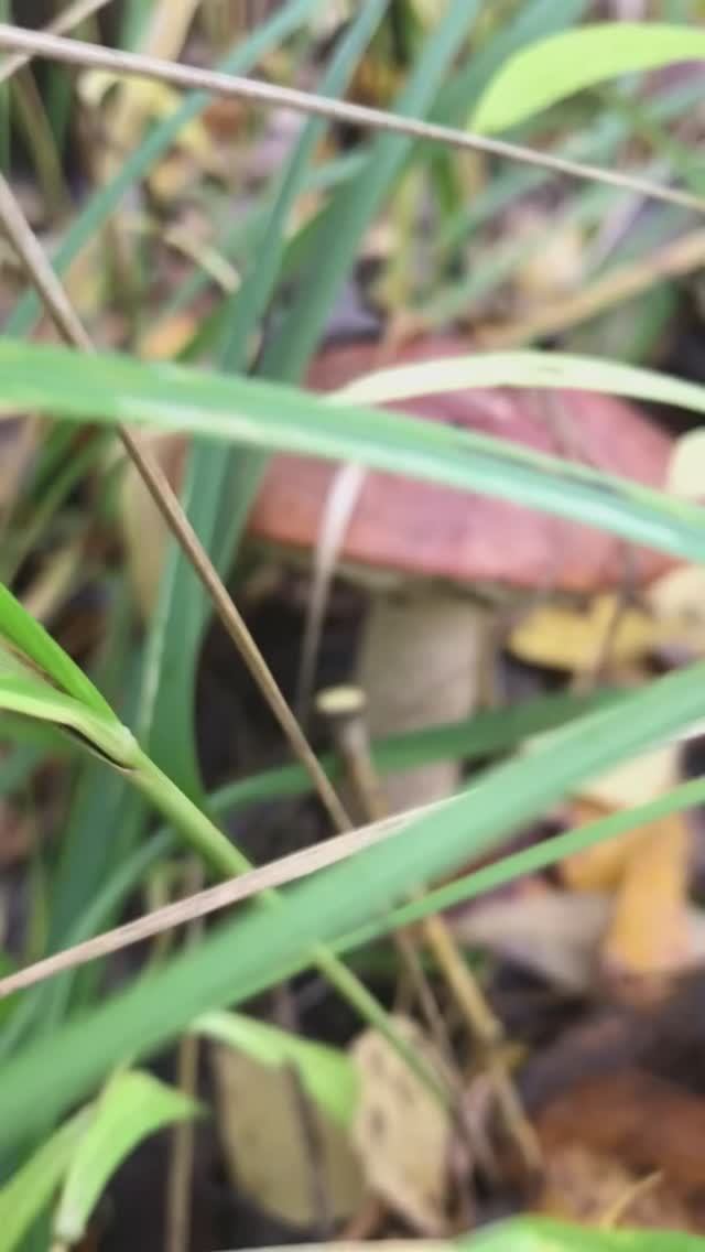 Первый Подосиновик, который мы нашли в этом году?